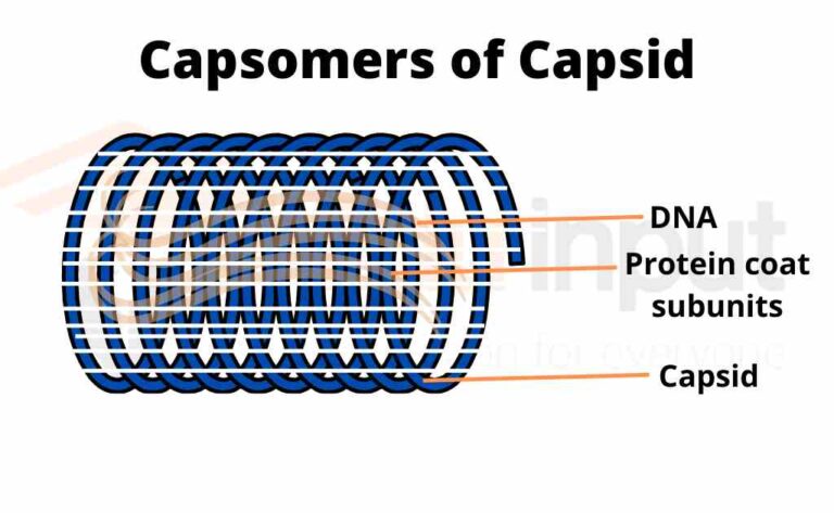 General Structure of Viruses- Viral Capsid, Envelop and Genome