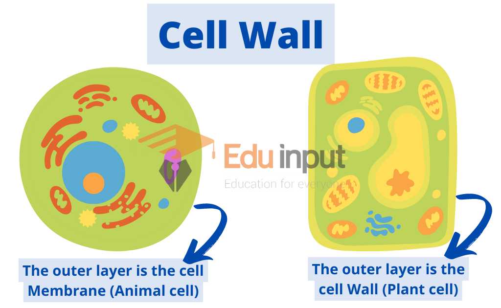 Cell Wall Description Properties Layers And Functions Of Cell Wall