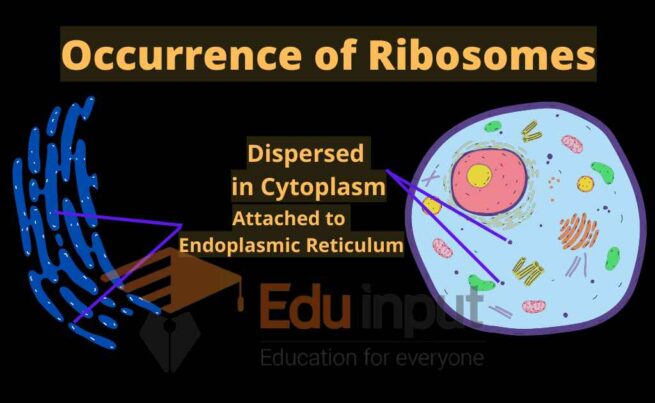 Ribosome Definition Structure Types And Functions Of Ribosomes