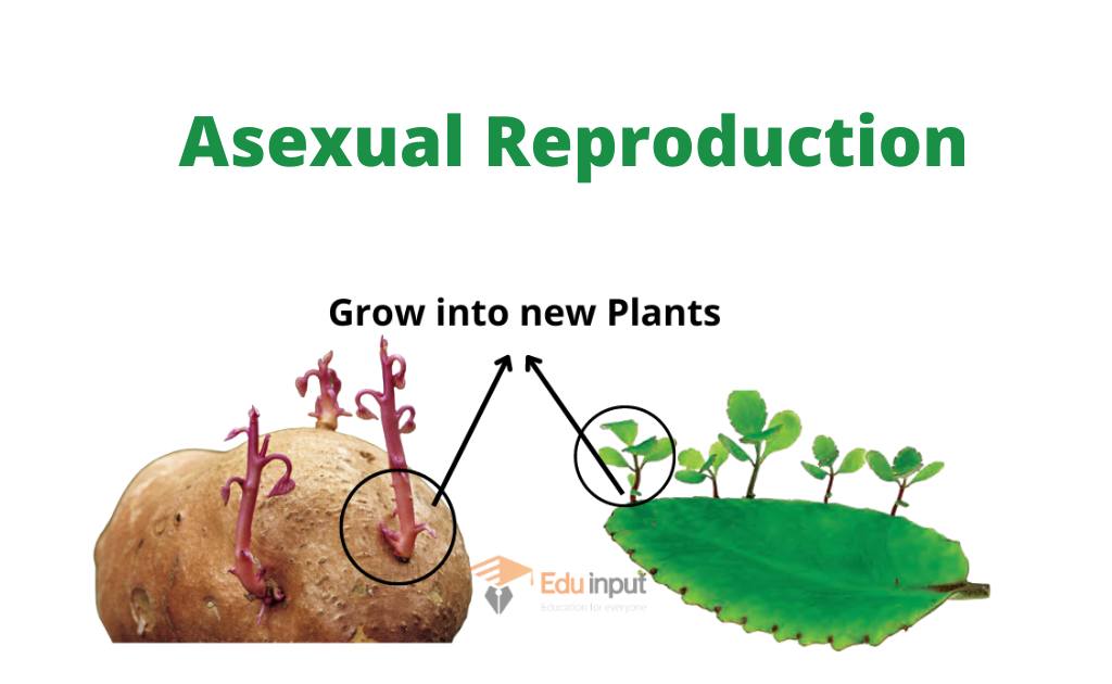 Asexual Reproduction Definition Types And Examples Asexual Reproduction Definition Types And Examples