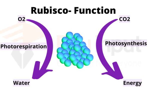 Rubisco (Ribulose Bisphosphate Carboxylase) - Role in Photorespiration