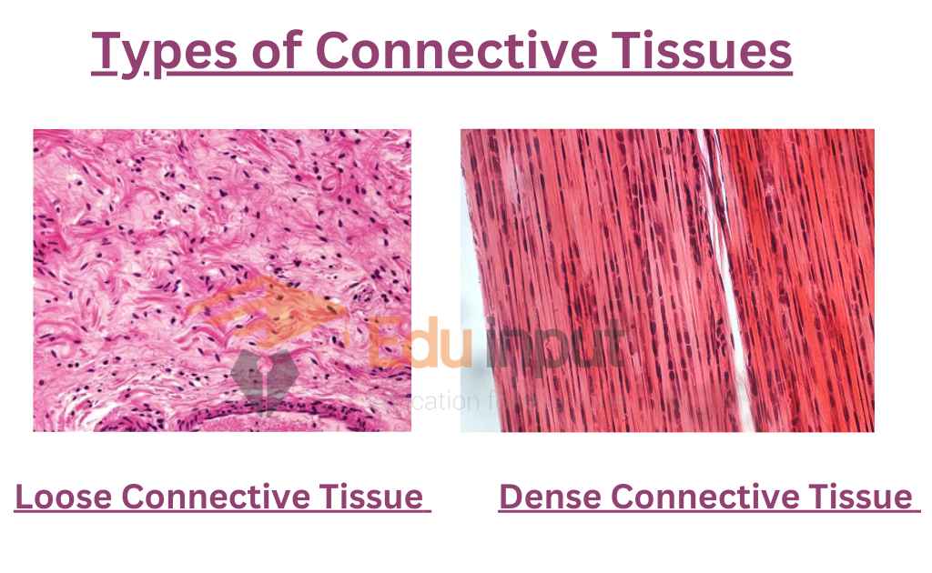 Types Of Loose Connective Tissue