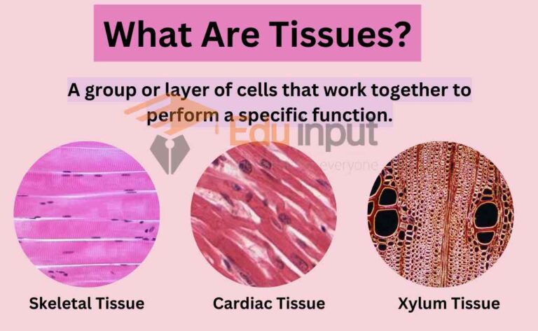 What Are Tissues?-History, Types, And Examples