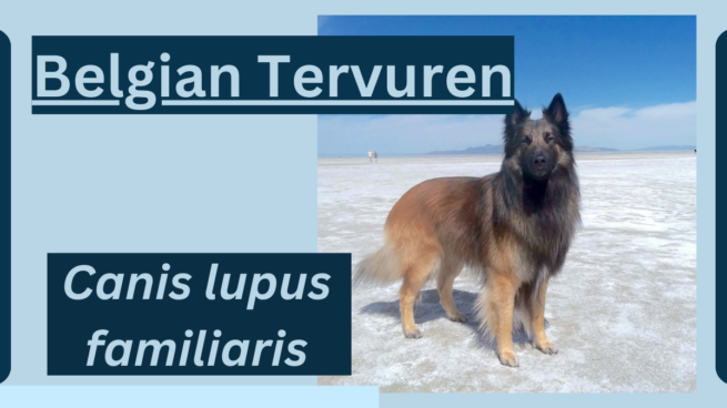 Belgian Tervuren Animal facts
