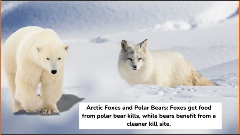 Examples of Mutualism of Arctic Foxes in Tundra Biome